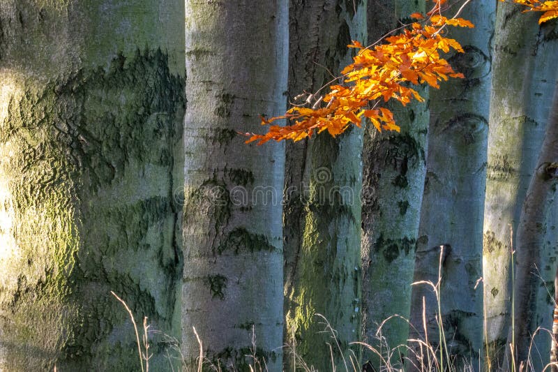 Tree Line Trunks of Old Beech Trees Standing in the Forest with Autumn ...