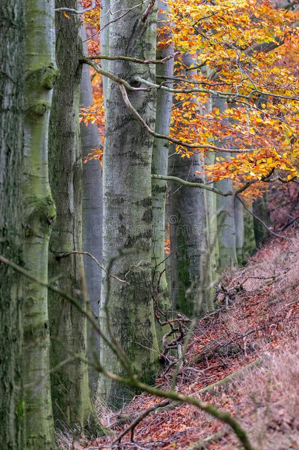 Tree Line Trunks of Old Beech Trees Standing in the Forest with Autumn ...