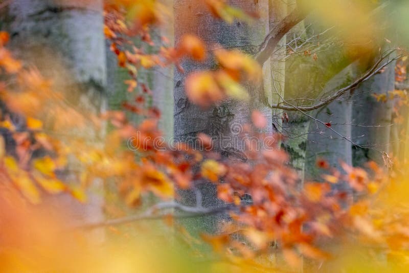 Tree Line Trunks of Old Beech Trees Standing in the Forest with Autumn ...