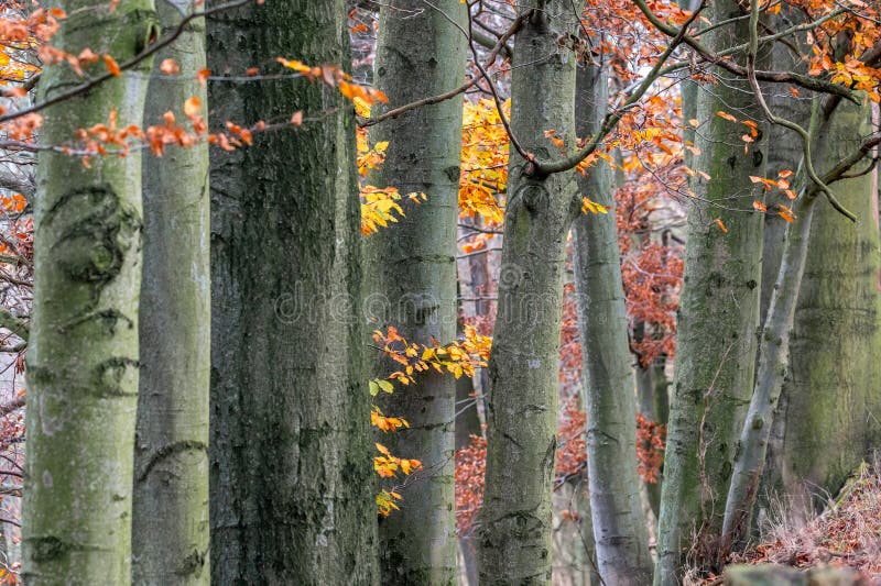 Tree Line Trunks of Old Beech Trees Standing in the Forest with Autumn ...