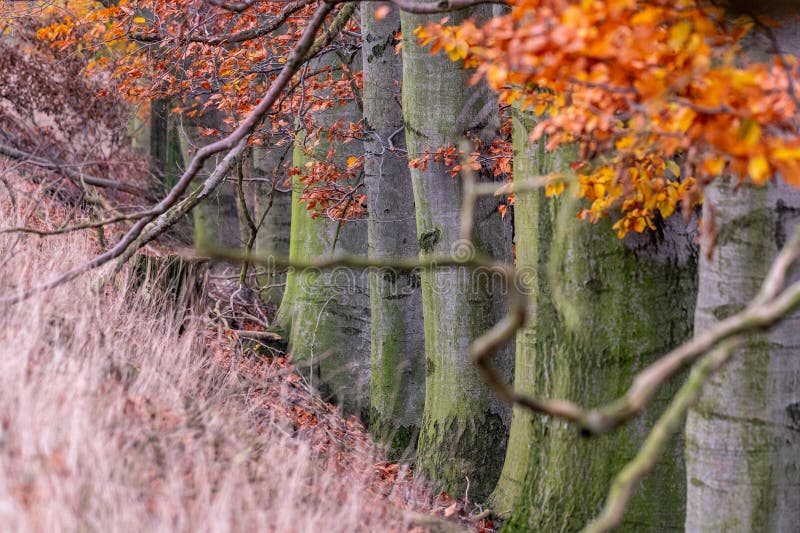 Tree Line Trunks of Old Beech Trees Standing in the Forest with Autumn ...