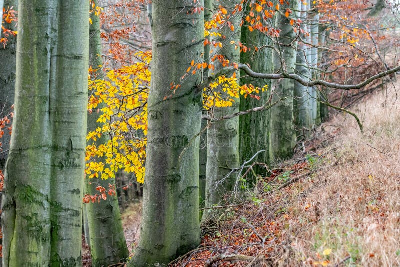 Tree Line Trunks of Old Beech Trees Standing in the Forest with Autumn ...