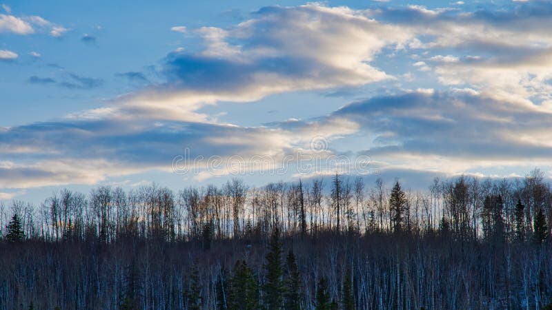 Tree Line in the Evening Sun Alberta Stock Photo - Image of line ...
