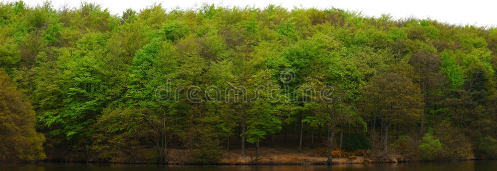 78,873 Summer Tree Line Stock Photos - Free & Royalty-Free Stock Photos ...