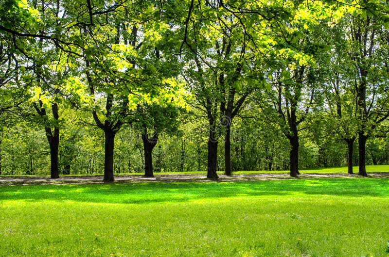 Tree Line in the Popular Vigeland Park Stock Photo - Image of ...