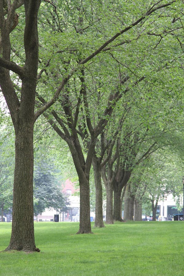 Tree Line Yale University Campus Stock Image - Image of scene ...