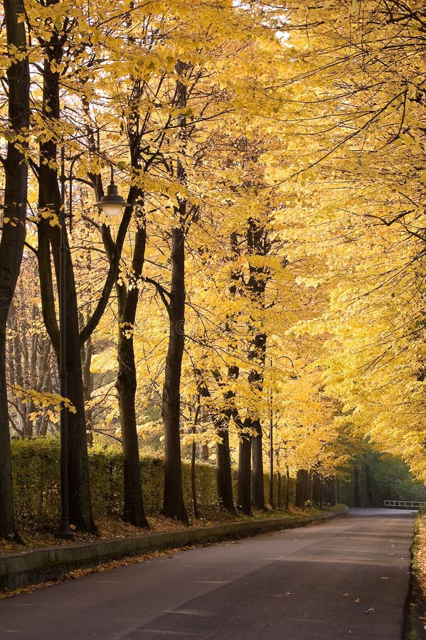 Fall Road with Colorful Trees Stock Image - Image of leafs, maple: 27880569
