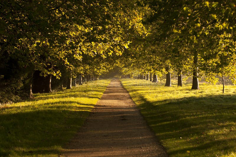 81,076 English Makopa Tree Stock Photos - Free & Royalty-Free Stock ...