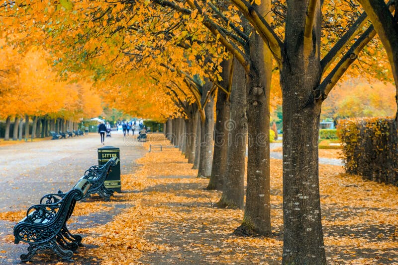 Tree Lined Avenue in the Regent`s Park of London Stock Image - Image of ...