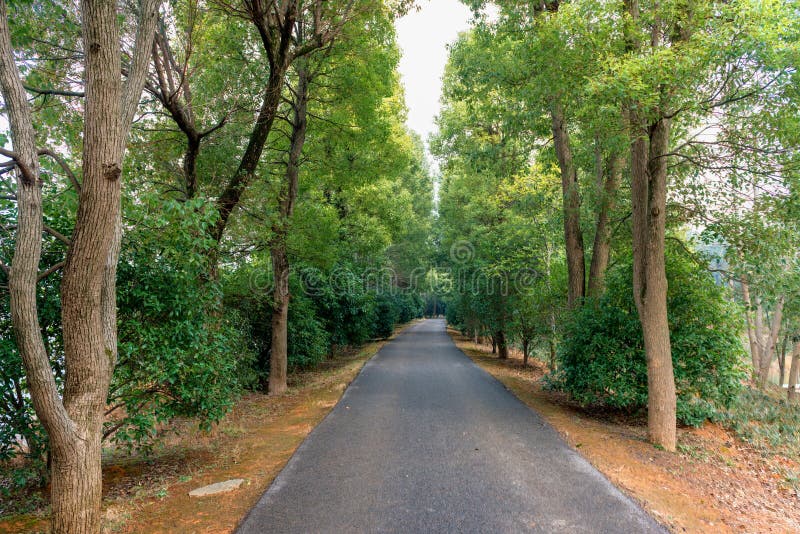 Tree-lined Boulevards Along Stock Image - Image of workers, lanterns ...