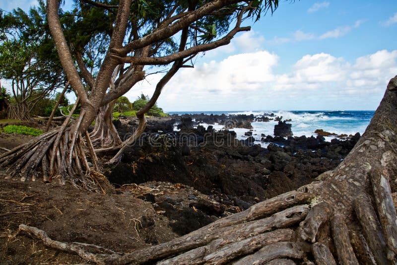 Tree-Lined Coast stock photo. Image of white, travel - 28762236