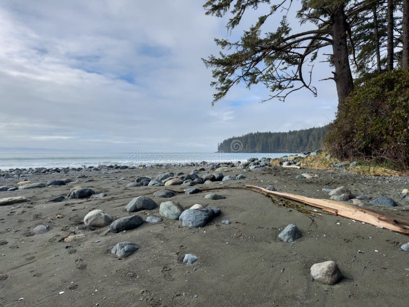 Tree Lined Coast on a Rocky Beach in the Pacific Northwest Stock Image ...