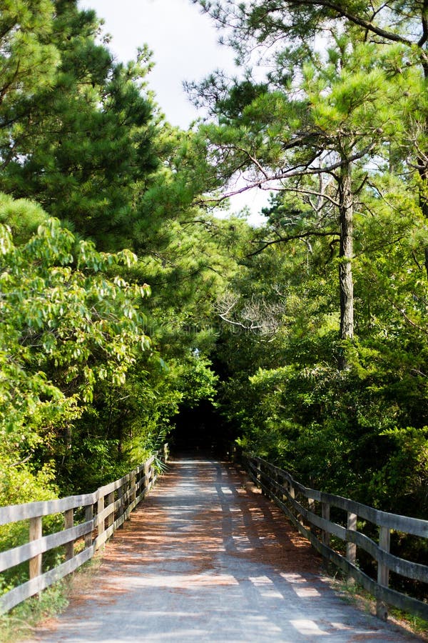 Tree lined park trail stock image. Image of cape, pedestrian - 124433409