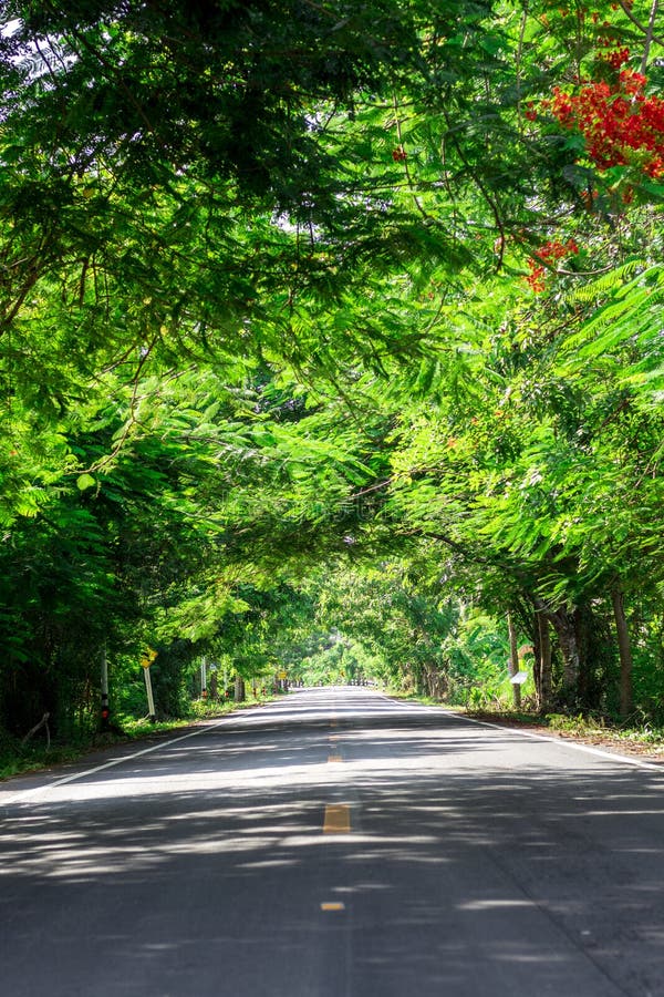 Tree lined country road stock image. Image of line, country - 150215253