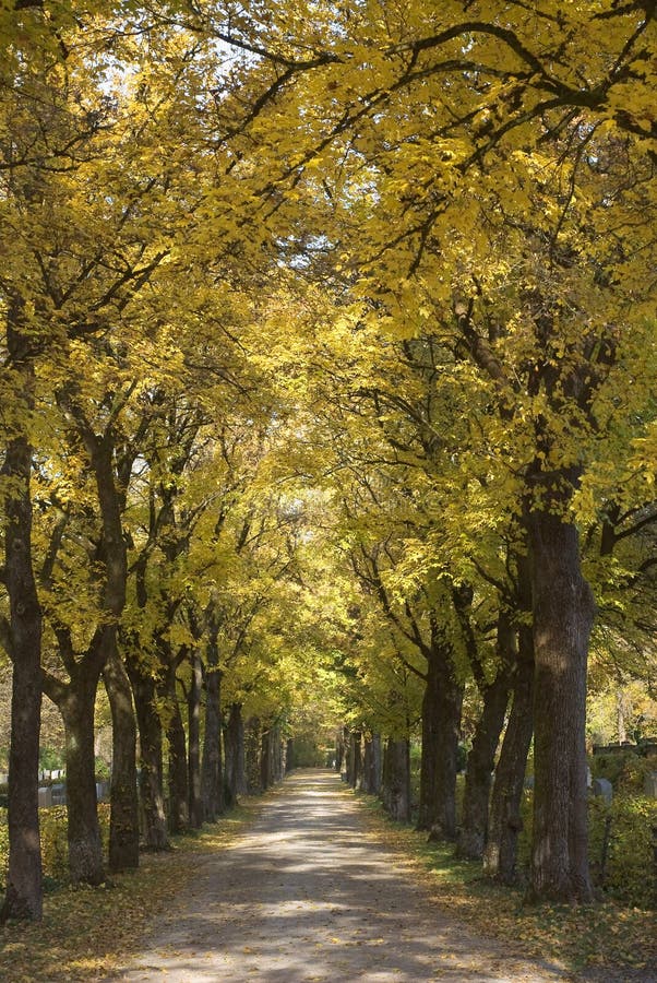 Tree Lined Country Road stock photo. Image of autumn - 17023498