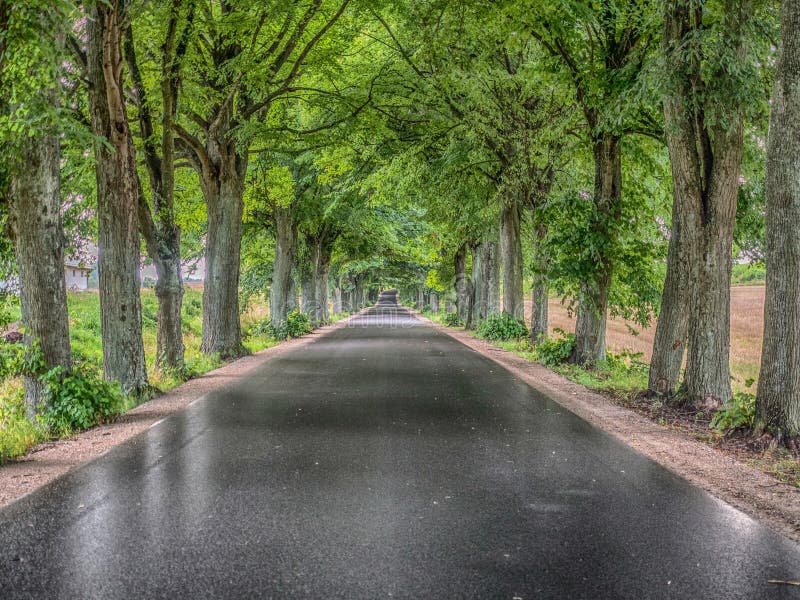 Tree lined country road stock image. Image of highway - 208854015