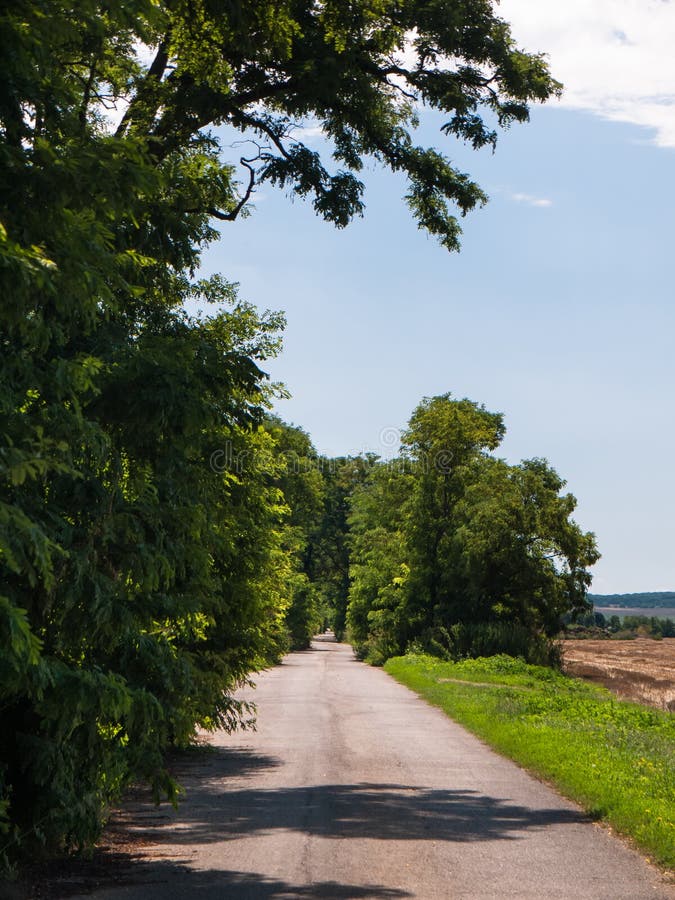 Tree lined country road stock photo. Image of shine, landscape - 77053844