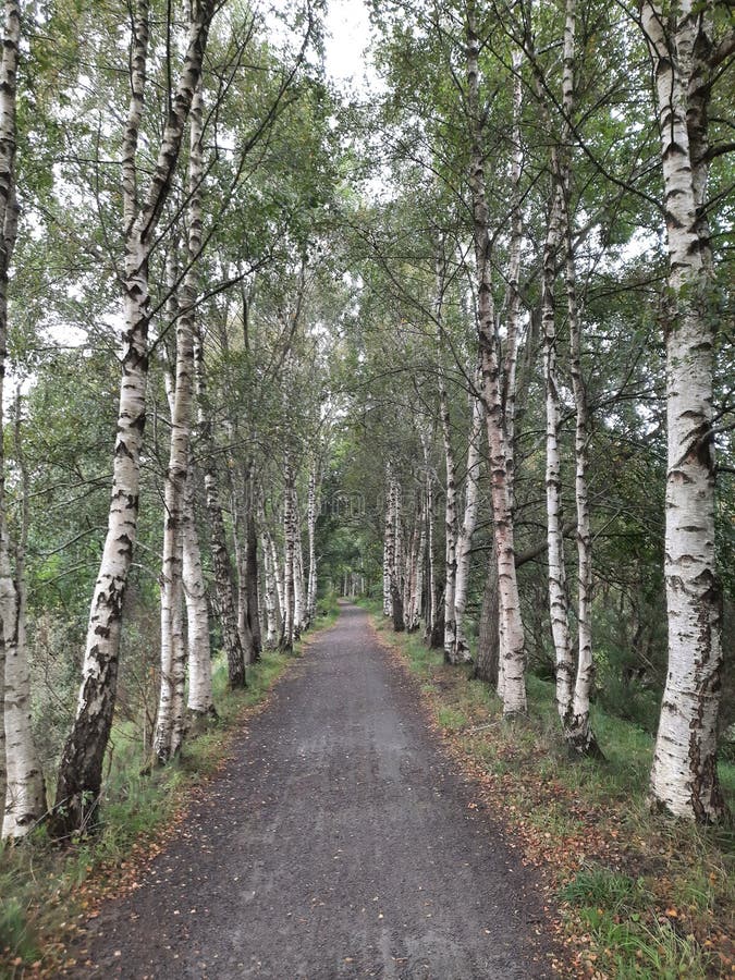 Tree Lined Cycle Path in Northumberland Stock Image - Image of fall ...