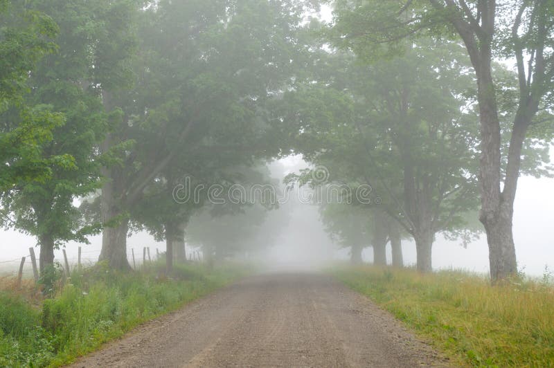 Tree lined dirt road stock photo. Image of nature, united - 21619608