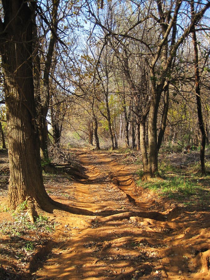 TREE LINED DIRT ROAD with ROOTS GROWING ACROSS a TRACK Stock Image ...