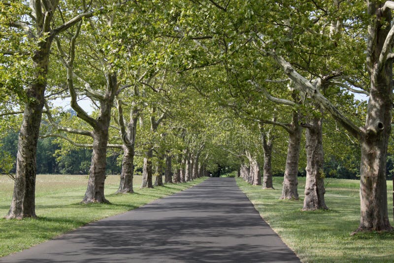 Long Tree Lined Driveway stock photo. Image of gravel - 25915364