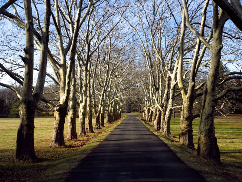 322 Driveway Lined Trees Stock Photos - Free & Royalty-Free Stock ...