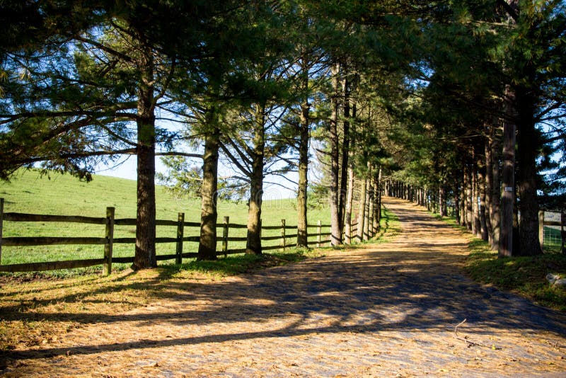 Driveway Lined With Fir Trees 5+ Thousand Tree Lined Driveways