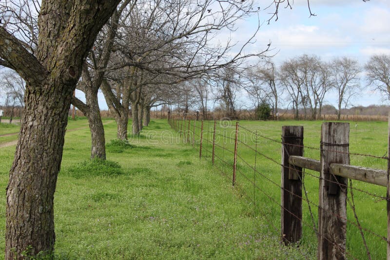 Tree Lined Fence stock photo. Image of grass, fence, road - 51803532