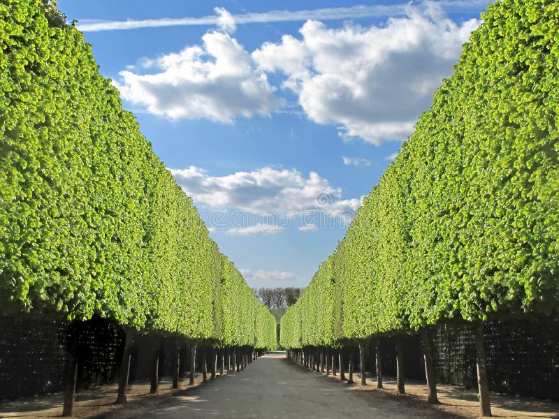 Tree-lined Garden Path Royalty Free Stock Image - Image: 19220976