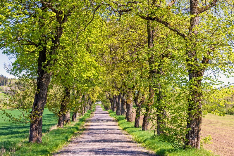 Tree Lined Gravel Road Lush Green Trees Sunny Spring Day Stock Photos ...