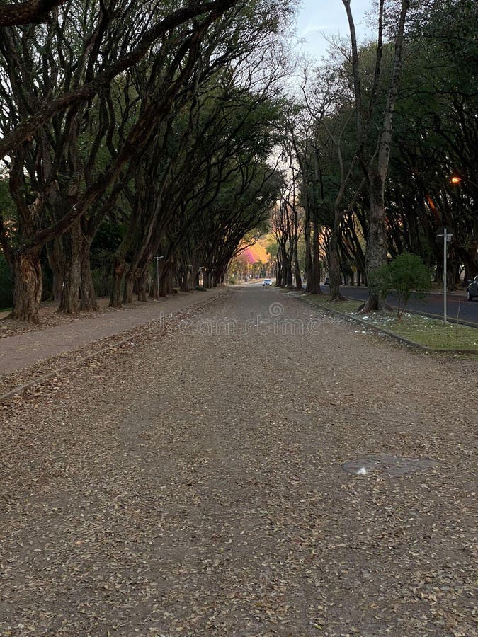Tree-lined Gravel Street in a Blue Sky Morning with Colored Trees at ...