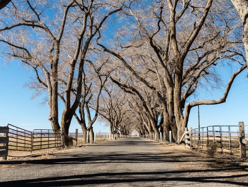 Tree-lined Lane Under the White Mountains Stock Image - Image of ...