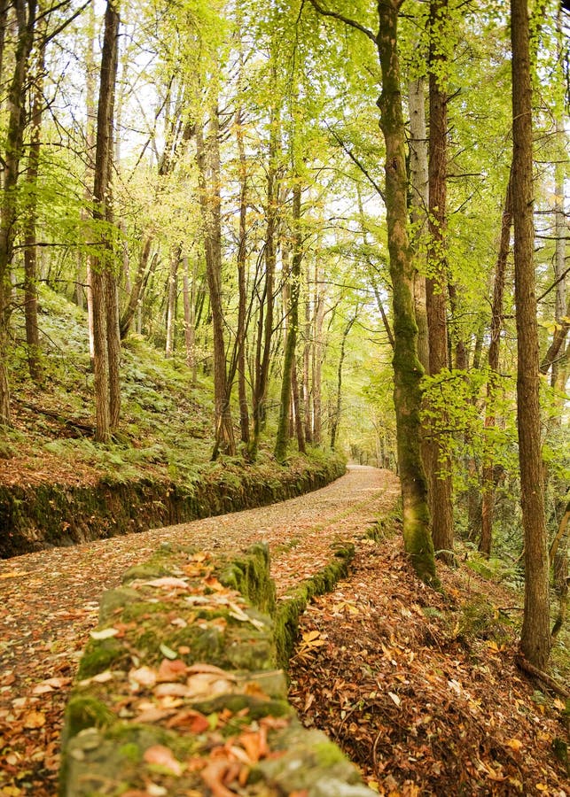 Tree lined pathway stock image. Image of alley, leaf - 22012267