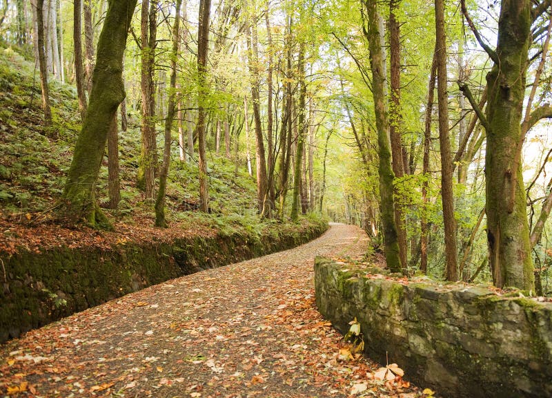Tree Lined Lane in Autumn stock photo. Image of road - 12072914