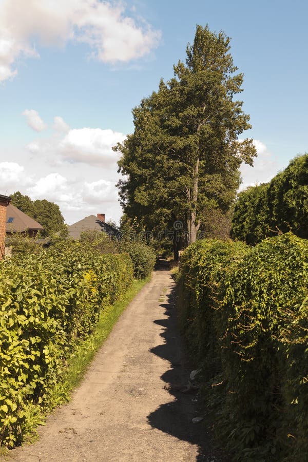 Tree lined path stock image. Image of driveway, skies - 15890035