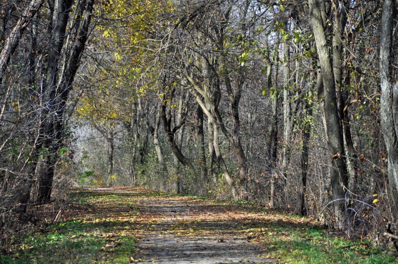 Tree lined path 2 stock photo. Image of outdoor, landscape - 11823684