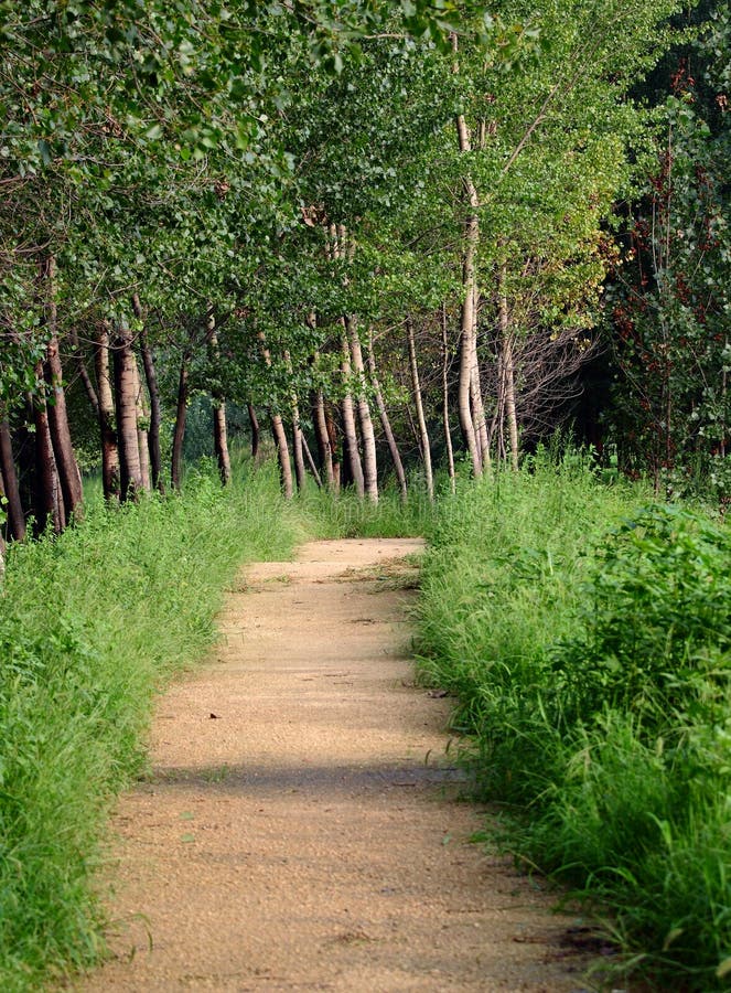 Tree Lined Path and Fall Leaves Stock Photo - Image of poplar, hiking ...