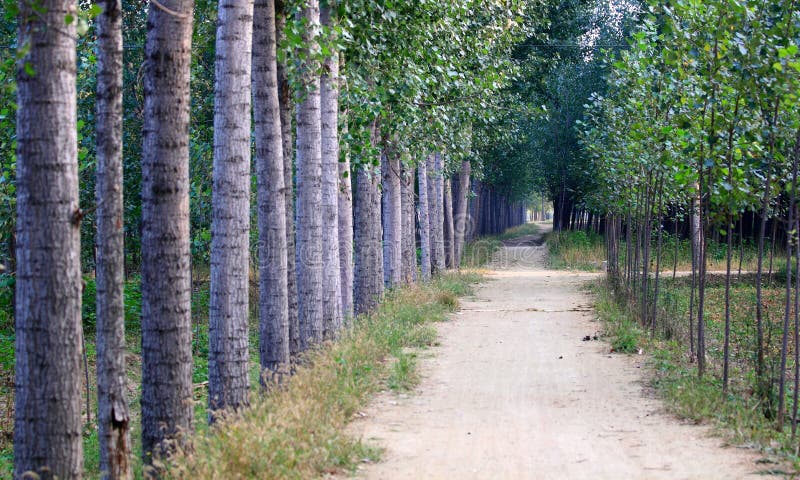 Tree Lined Path and Fall Leaves Stock Photo - Image of poplar, hiking ...