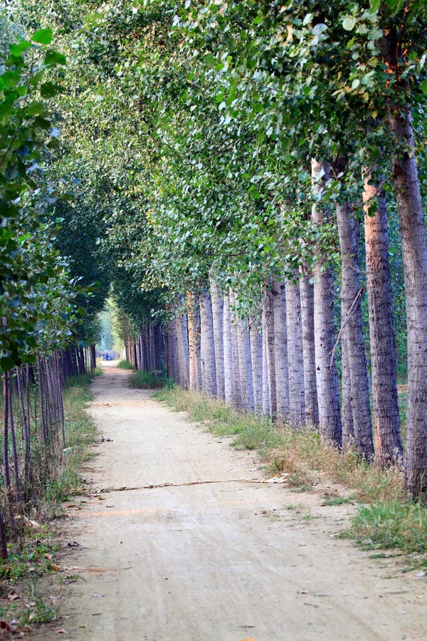 Tree Lined Path and Fall Leaves Stock Photo - Image of poplar, hiking ...