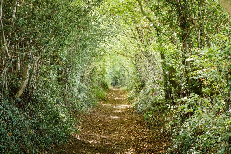 Tree lined path stock image. Image of forest, hills, english - 27173987