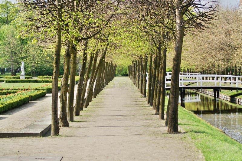 Tree lined path stock image. Image of sidewalk, branches - 4852661