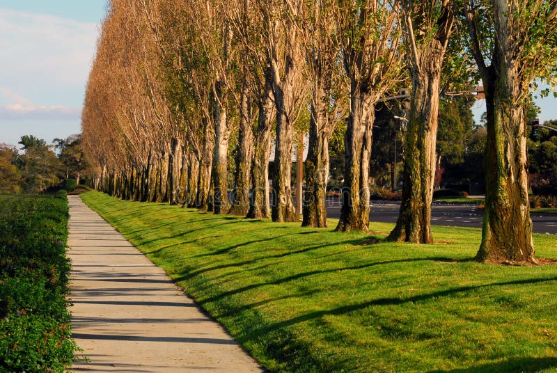 1,152 Walk Park Lined Trees Stock Photos - Free & Royalty-Free Stock ...