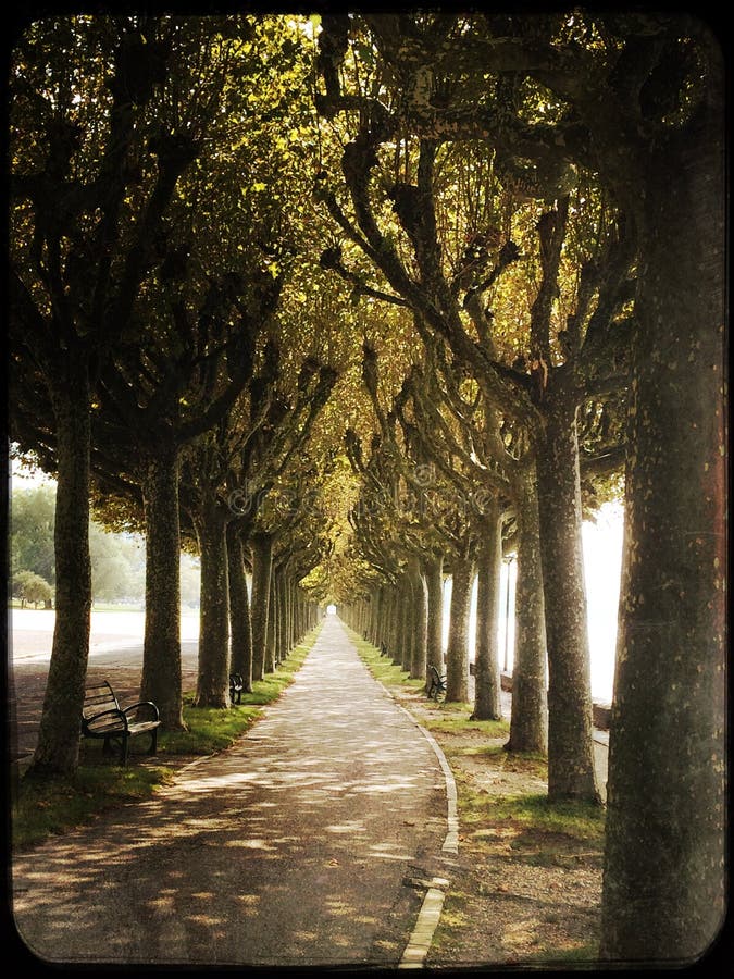 Tree lined path stock photo. Image of lined, france, bains - 84259484