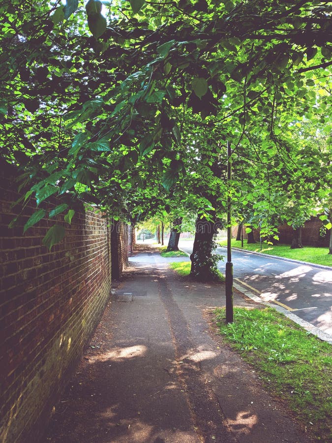 Tree Lined Path with Dappled Light Stock Photo - Image of road, alley ...
