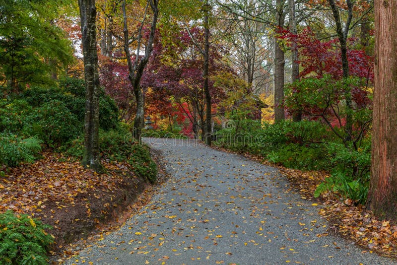 A Colorful Leaf Strewn Path through the Japanese Garden in the Fall ... A Colorful Leaf Strewn Path through the Japanese Garden in the Fall ...