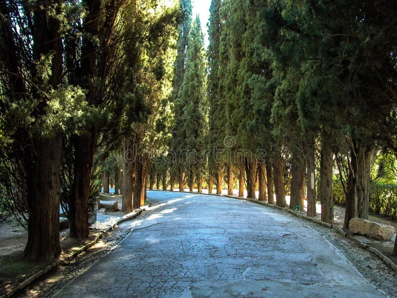 Tree Lined Path Grenada,Spain Stock Image - Image of branch, botanical ...