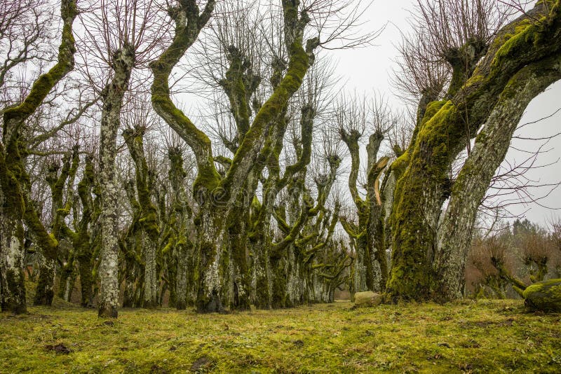 Tree-lined Path in Katvari, Latvia. Bare Trees with Moss Create a ...