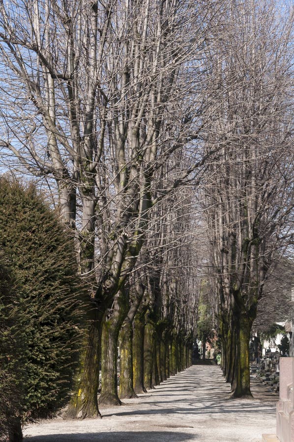 A path stock photo. Image of outdoors, hike, calm, natural - 10895680