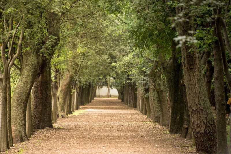 Tree lined path stock image. Image of outdoors, nature - 74242659