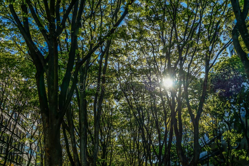 Tree-lined Path of Sendai,Miyagi Prefecture Stock Image - Image of ...